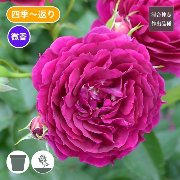 【発売日：2026年01月15日】パープルの中輪のロゼット咲きの花は、気温が高い季節でも発色が比較的よい。春も秋も花付きがとてもよく、花保ちは普通で、ダマスクの微香。半横張りの中型のタイプ。樹勢と耐病性は中程度だが、枝が硬く充実しやすいので...