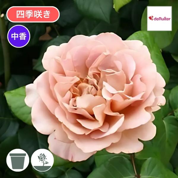 【発売日：2026年01月15日】桃色がのった茶色の花は半剣弁高芯咲きで12ｃｍ位の中大輪。花もちもよく比較的雨にも強い。半直立性で花首もしっかりしているので切り花にも向く。肥料が切れると途端に樹勢が弱くなるので適切な量の追肥をおこなう。成...