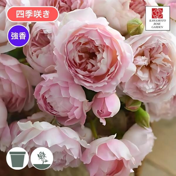 【発売日：2026年01月15日】淡桃色の花はカップ咲きでクリーム色がのって咲くときもある。1輪もしくは2輪位で咲きで花もちがよく雨にも比較的強い。フルーツ香の強香がある。樹高は1ｍ程で株のまとまりがよいので鉢栽培にも向く。耐病性は中程度だ...