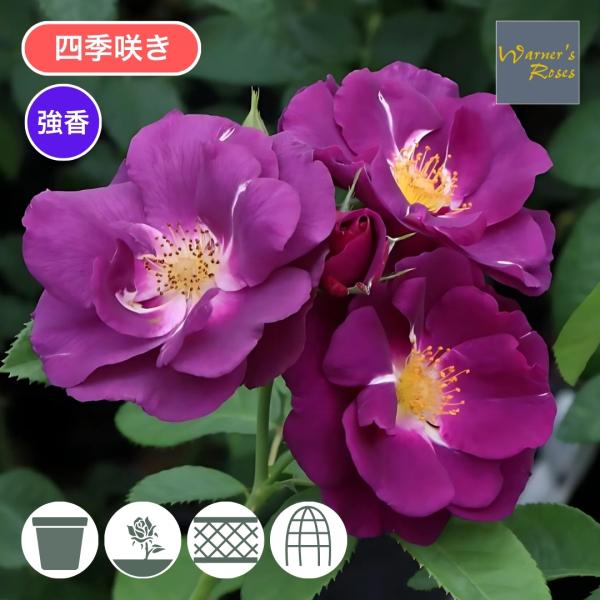 【発売日：2026年01月15日】紫色の強い赤紫色の花は10輪位の房咲きでスパイシー香にムスク香を含む。 退色していく様も美しく一房で色の変化が楽しめる。 葉色は明るく黄緑色で花との相性も独特。 暑さに弱く暖地では葉が黄色く変化し下葉も落と...