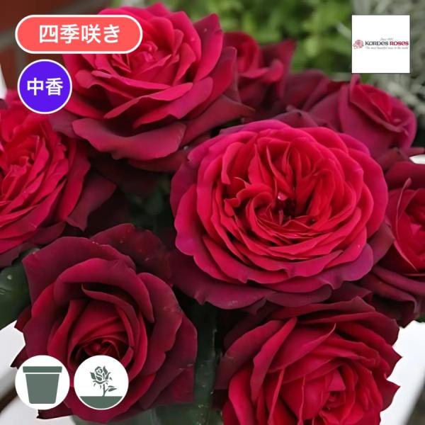 【発売日：2026年05月15日】赤紫花は咲き始めは暗めの色だが開花につれ赤色が強くなる。比較的雨にも強く花もちもよい。咲き方も半剣弁高芯咲きやカップ咲きなど開き方に違いが出ることがある。樹形は半横張り性でまとまった株となる。冬季の剪定では...