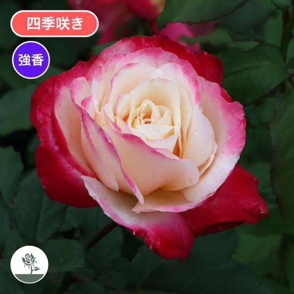 【発売日：2026年01月15日】淡いクリームイエローに赤色の覆輪の花は丸弁高芯咲き。強いフルーツ香があり花のもちは良い。樹形は半直立性で枝は木質化し、下向きのトゲが多い。冬季剪定では樹高の1/2位を目安に切り戻す。枝の寿命が短いのでシュー...