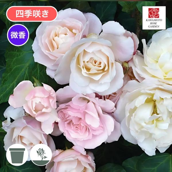 【発売日：2026年01月15日】淡いアプリコット色に淡い桃色がのった花は丸弁平咲きで雨にも強く花もちもよい。樹形は半横張り性で株のまとまりがよい。冬季剪定では樹高の2/3目安に切り戻す。耐病性は普通だが多湿時には予防的に薬剤散布を行う。秋...