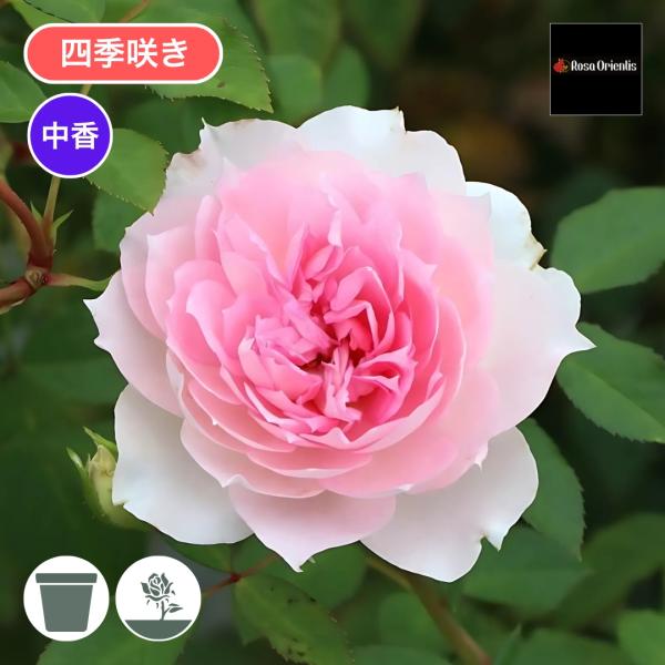 【発売日：2026年01月15日】白に近い淡い桃色の花は花の中心部は桃色となり数輪の房咲き。中香だが質の良い香りで、クラシック・ダマスク香にシトラス香がのる。咲かせながら育てても耐病性が強いので問題はないが、花つきが大変良く初期生長が遅いの...