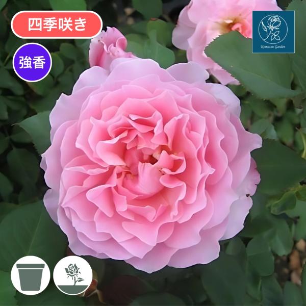 【発売日：2026年05月15日】明るい桃色にややライラック色を帯びる花は3〜5輪位の房咲きとなる。丸弁平咲きで花弁外側は波打つ。ミルラの強い芳香があり花びらは厚く花のもちも良い。樹形は直立性でトゲはまばら、葉は堅くややグレー色を帯びる。ベ...