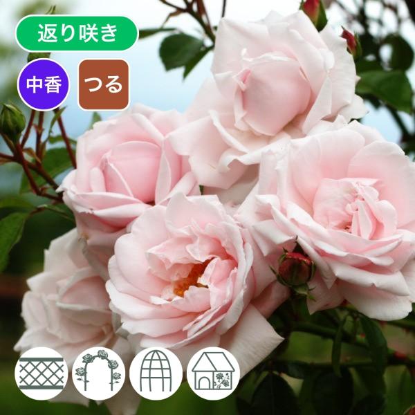 【発売日：2027年01月21日】淡桃色の半剣弁咲きで数輪の房で咲き花つきがとても良い。 枝には鋭くはないがトゲが多く、葉は照り葉で明るい印象。 初期生育は遅いが植えて数年で樹勢が良くなる。 耐陰性にも優れ、午前中数時間の日照があれば育てら...