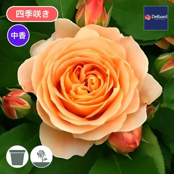 【発売日：2027年01月21日】オレンジ色に黄色がのった花は数輪の房咲きでカップ咲き、花弁の外側は赤みを帯びる。ティー香があり花型のもちもよい。先端はよく分岐し株一面に花を付け、鉢植えにも向く。葉は濃い緑色で花をよく引き立てる。冬季剪定で...
