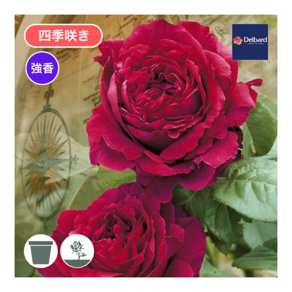 【発売日：2027年01月21日】赤みの強い黒赤色の花は1輪咲きでモダン・ダマスクこうの強香。樹形は直立性で枝には大小のトゲが多く葉は楕円形で弱いツヤがある。冬季剪定では樹高の1/2位を目安に切り戻す。ブラインドする事が多いのでしっかりとし...