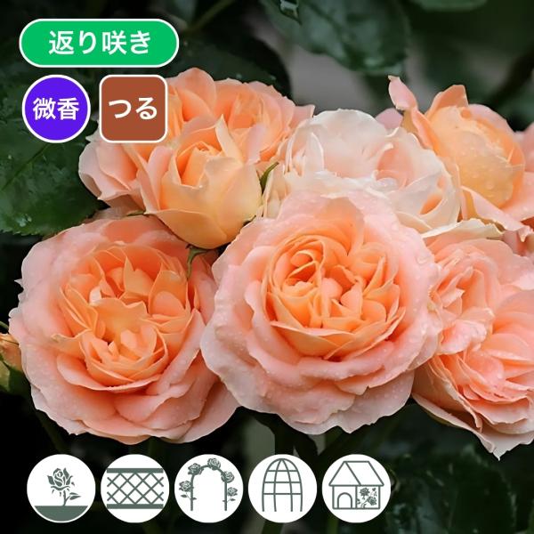 【発売日：2027年01月21日】アプリコット色の大きな房咲きとなるつるバラ。花持ちがとても良いため、花房がまるで花束のように見える。フロリバンダにも分類されることもありますが、花枝が長く伸びるので四季咲き性の高いつるバラとして扱える。長く...