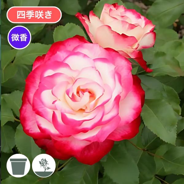 【発売日：2027年01月21日】白地に赤色の覆輪が入る花は花ごとに覆輪の入り方が違いグラデーションとなる。1輪もしくは数輪の房咲きで強くはないがティー香がある。樹形は半横張り性で株のまとまりもよく鉢栽培にも向く。フロリバンダの中では樹勢も...