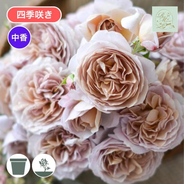 【発売日：2027年01月21日】くすんだピンクにブラウンがかる茶系の花。フランス語で‘パニエ’と命名。甘く優しいティーにダマスクの中香。育てやすく、優しく広がる樹形はコンパクトで育てやすい。★農林水産省 品種登録出願中フロリバンダ　ピンク...