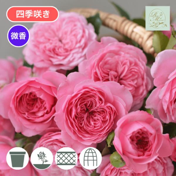 【発売日：2027年01月21日】ローズピンクのカップ咲きからロゼットへと咲き進む。房咲きで花持ちがとても良い。フィレールとはフランス語で”紡ぐ”という意味。糸を紡ぐようにバラへの想いを紡ぎたい気持ちから命名。短めに剪定してブッシュ仕立てで...