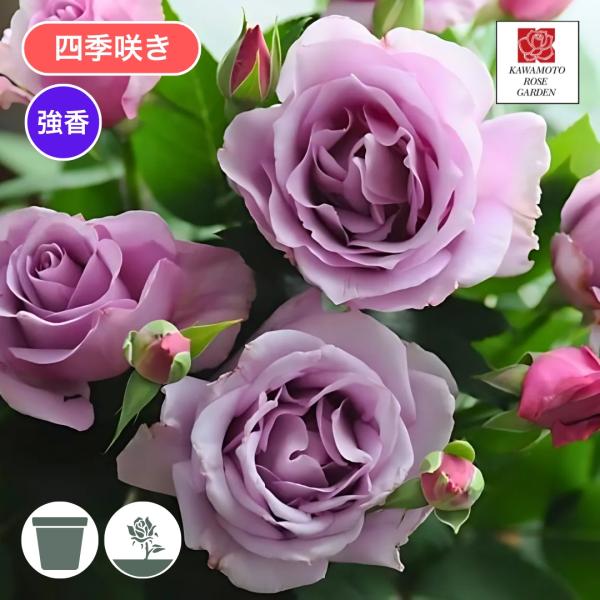 【発売日：2027年01月21日】淡青紫の花は全体的に淡桃色がのり咲く時の気温で桃色の強さが違う。HTだが大きめの中輪くらいの大きさで3輪位の房で咲く。樹形は半直性で枝にはトゲが少ない。冬季剪定で樹高の1/2位を目安に切り戻す。青バラの中で...
