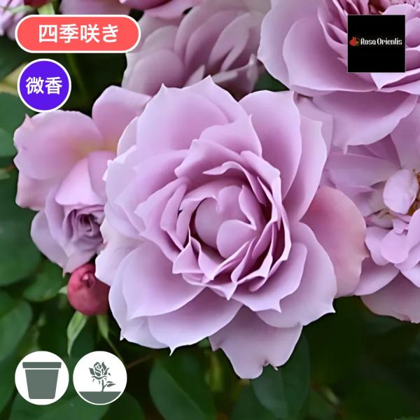 【発売日：2027年01月21日】茶を帯びるような藤紫の花は、小ぶりながらも凛とした強い魅力を持つ。和の趣を感じさせる中に、奥ゆかしい美しさがある品種。黒星病には特に強く、育てやすい。平安時代、『源氏物語』を書き上げた紫式部。彼女の紡いだ物...