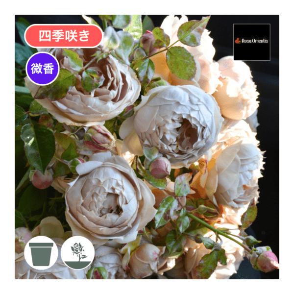 【発売日：2027年01月21日】明るい茶色、カップ咲き、小中輪房咲きの花。成木になれば、真夏でも観賞価値が落ちづらく、心動かす花を咲かせる。逆に冬の低温気には寒さで花弁が傷みやすい。耐病性が強い木立樹形のバラ。うどんこ病にも黒星病にも強い...