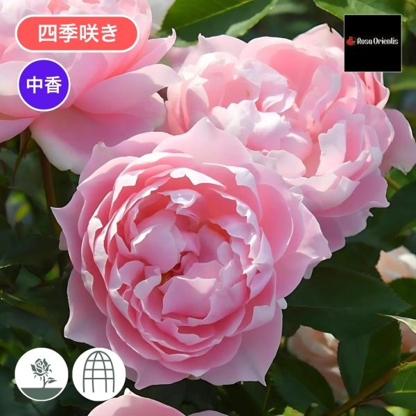 【発売日：2027年01月21日】弁咲きがつんと尖る波状弁咲きの花は、とても艶やかで花持ちもとても良い。長く咲き、花弁が散りづらいため、切りバラとしても楽しめる。耐病性が強く、うどんこ病にも強いが、黒星病にとても強いので初心者でも育てやすい...