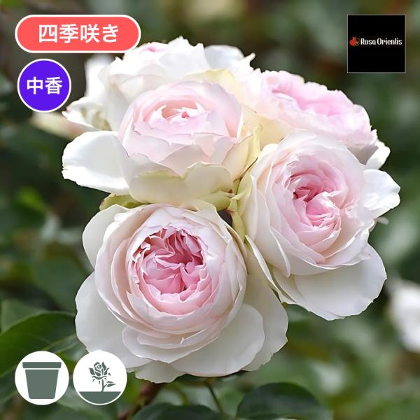 【発売日：2027年01月21日】緑色がのったアイボリー地に花の中心部が桃色の花は、花弁が重なる花の中心部は濃い色になる。カップ咲きで低温時は桃色が強くのるが、高温時は淡くなる。香りはダマスク・クラシック香の中香で、数輪の房で咲く。樹形は横...