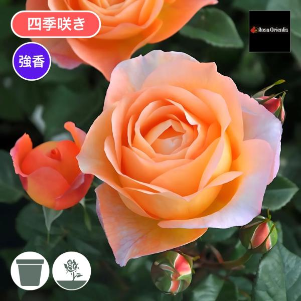 【発売日：2027年01月21日】オレンジ色から徐々に淡いアプリコットへと花色が変化する。花つきよく、フルーツにティーとグリーンの強香、病気にも強いので初心者にもおすすめ。枝や葉の色も赤みが入り、シックな印象もある。花名は、フランシスバーネ...