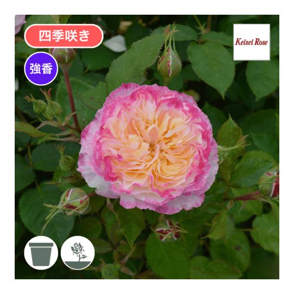 【発売日：2027年05月15日】ふわふわのアイボリーの花弁に、マゼンタがのる覆輪花。爽やかなフルーツ香の奥にミルラを感じられる印象的な香りが魅力的で、『リビング ザ ドリーム』の品種名の通り、まるで夢の中にいるようなひとときを届けてくれま...