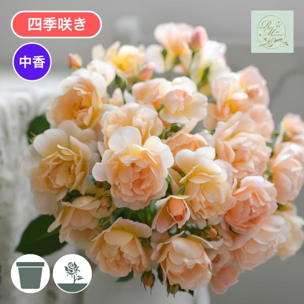 【発売日：2027年05月15日】やわらかなアプリコットイエローの花が房で沢山咲くナチュラルな雰囲気のバラ。花姿が楽しそうな小さなステップの踊りを思わせメヌエットのフランス語で命名。コンパクトでたおやかな樹姿はどんな草花とも良く合う。フロリ...