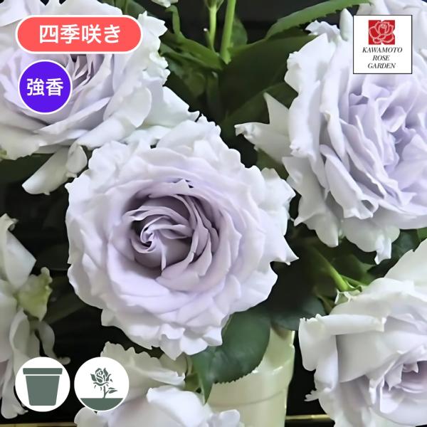 【発売日：2027年05月15日】中輪の花はダマスクの香りで、中心から淡いブルーが広がるように咲く。育てやすいコンパクトな品種のため、鉢植えでも生育しやすい。耐暑性には劣るため、夏場の強い日差しを避けられる場所が適している。★農林水産省 登...