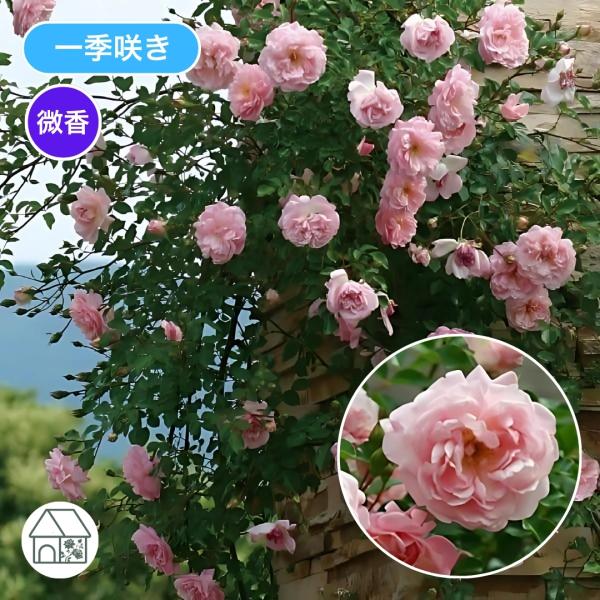 【発売日：2027年05月15日】サーモンピンクの花は3〜5輪位の房で咲きややうなだれる。樹形は横張り性で地面を匍匐するように伸びるので夏場出たシュートは誘引場所に仮止めする。枝はしなやかでトゲが少なく扱いやすい。葉は照り葉で耐病性が高い。...