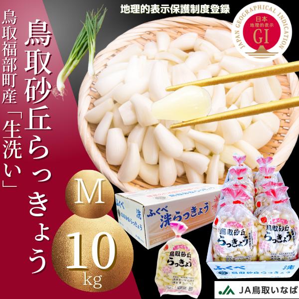 【発売日：2026年06月05日】らっきょうの大産地として有名な鳥取県鳥取市福部町産ラッキョウをお届けJAいなば JAふくべ「鳥取砂丘らっきょう」はシャキシャキ感が強い！★地理的表示保護制度（通称：ＧＩ）に「鳥取砂丘らっきょう」「ふくべ砂丘...
