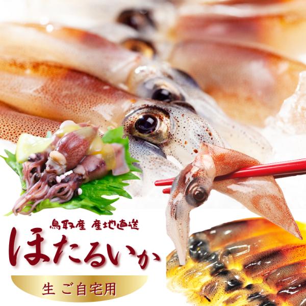 【発売日：2026年03月15日】新物−６０℃にて急速冷凍・安心安全ホタルイカ！「新物ホタルイカ（訳あり）」富山産が有名ですが山陰沖産のほたるいかも最高に美味しいです。プリプリなホタルイカの食感とわたの旨味がたまりません！訳ありとなり大きさ...