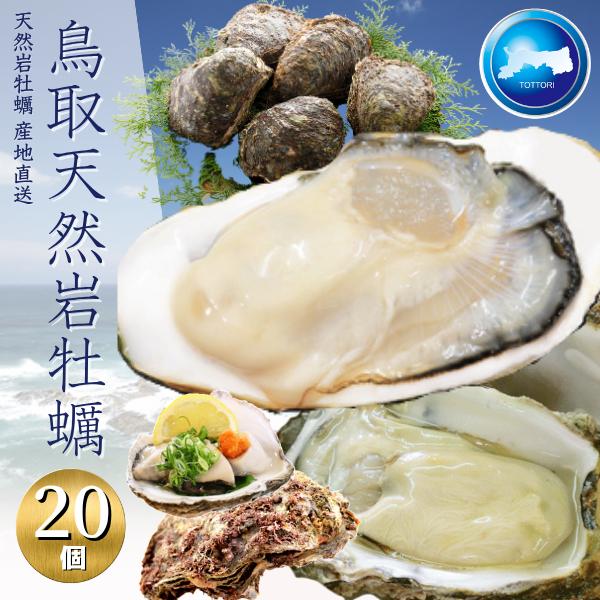 【発売日：2026年06月15日】山陰沖産岩牡蠣は自然の岩場から素潜りで獲ってきた天然岩牡蠣(カキ)を直送致します。岩牡蠣・牡蠣★大きさお任せ２０個セット★着日指定不可。◆原産地：山陰沖産　 ※表示の重さは殻を開ける前のものです。　◆賞味期...
