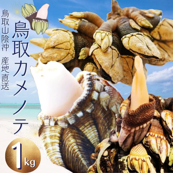 【発売日：2026年05月28日】鳥取産 新物「カメノテ（亀の手）」塩ゆでで食せば、磯の香りがたまりません！！！ー６０℃にて「冷凍保存４日以上」安心してお召し上がり頂けます！★２セットご購入で、１セット増量！合計３kg１配送先に限ります。●...
