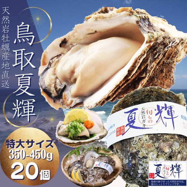 【発売日：2026年06月15日】鳥取天然岩牡蠣のブランド【夏輝】特大サイズ（350ｇ〜450ｇ）牡蠣。天然岩牡蠣。山陰沖岩牡蠣！つるっと！ぷるっと！岩牡蠣・牡蠣をご賞味あれっ！◆「殻を開けやすくして発送（有料）」「貝柱」を切って牡蠣を開け...