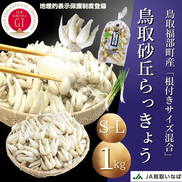【発売日：2026年06月05日】らっきょうの大産地として有名な鳥取県鳥取市福部町産ラッキョウをお届けJAいなば JAふくべ「鳥取砂丘らっきょう」はシャキシャキ感が強い！★地理的表示保護制度（通称：ＧＩ）に「鳥取砂丘らっきょう」「ふくべ砂丘...