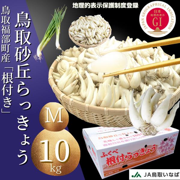 【発売日：2026年06月05日】らっきょうの大産地として有名な鳥取県鳥取市福部町産ラッキョウをお届けJAいなば JAふくべ「鳥取砂丘らっきょう」はシャキシャキ感が強い！★地理的表示保護制度（通称：ＧＩ）に「鳥取砂丘らっきょう」「ふくべ砂丘...