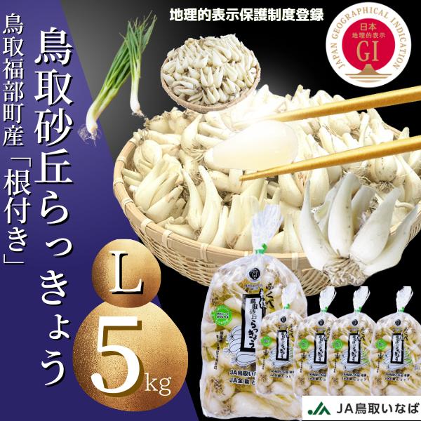 【発売日：2026年06月05日】らっきょうの大産地として有名な鳥取県鳥取市福部町産ラッキョウをお届けJAいなば JAふくべ「鳥取砂丘らっきょう」はシャキシャキ感が強い！★地理的表示保護制度（通称：ＧＩ）に「鳥取砂丘らっきょう」「ふくべ砂丘...
