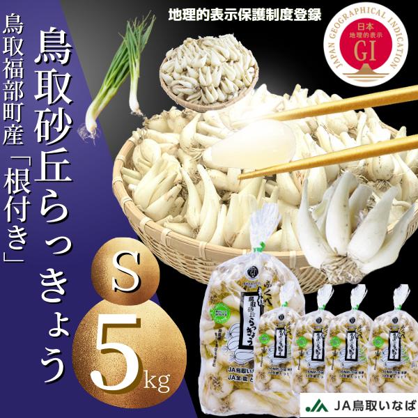【発売日：2026年06月05日】らっきょうの大産地として有名な鳥取県鳥取市福部町産ラッキョウをお届けJAいなば JAふくべ「鳥取砂丘らっきょう」はシャキシャキ感が強い！★地理的表示保護制度（通称：ＧＩ）に「鳥取砂丘らっきょう」「ふくべ砂丘...