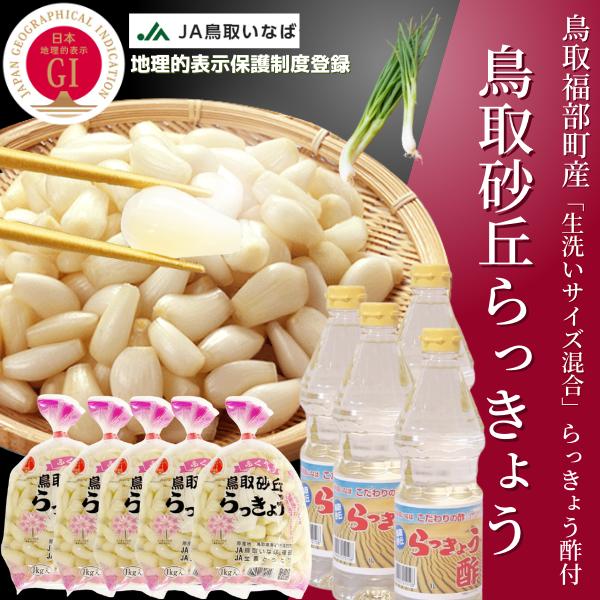 【発売日：2026年06月05日】らっきょうの大産地として有名な鳥取県鳥取市福部町産ラッキョウをお届けJAいなば JAふくべ「鳥取砂丘らっきょう」はシャキシャキ感が強い！「生・洗いらっきょう」と「特選酢」ペアセット！直ぐに漬けれます！★地理...