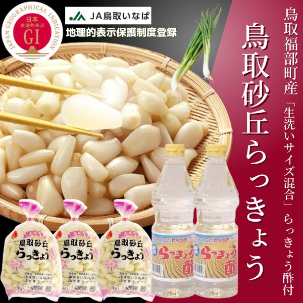 【発売日：2026年06月05日】らっきょうの大産地として有名な鳥取県鳥取市福部町産ラッキョウをお届けJAいなば JAふくべ「鳥取砂丘らっきょう」はシャキシャキ感が強い！「生・洗いらっきょう」と「特選酢」ペアセット！直ぐに漬けれます！★地理...