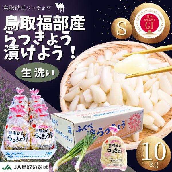 【発売日：2026年06月05日】らっきょうの大産地として有名な鳥取県鳥取市福部町産ラッキョウをお届け JAいなば JAふくべ「鳥取砂丘らっきょう」はシャキシャキ感が強い！★地理的表示保護制度（通称：ＧＩ）に「鳥取砂丘らっきょう」「ふくべ砂...