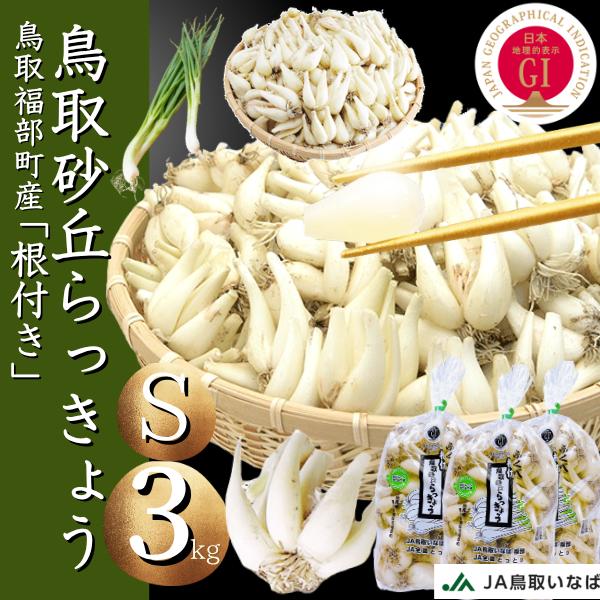 【発売日：2026年06月05日】らっきょうの大産地として有名な鳥取県鳥取市福部町産ラッキョウをお届け JAいなば JAふくべ「鳥取砂丘らっきょう」はシャキシャキ感が強い！★地理的表示保護制度（通称：ＧＩ）に「鳥取砂丘らっきょう」「ふくべ砂...