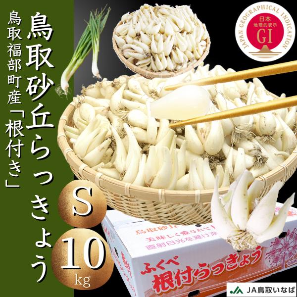 【発売日：2026年06月05日】らっきょうの大産地として有名な鳥取県鳥取市福部町産ラッキョウをお届け JAいなば JAふくべ「鳥取砂丘らっきょう」はシャキシャキ感が強い！★地理的表示保護制度（通称：ＧＩ）に「鳥取砂丘らっきょう」「ふくべ砂...