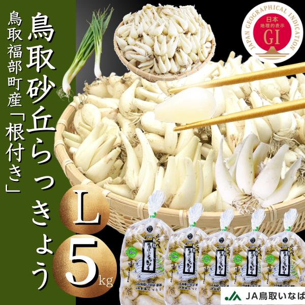 【発売日：2026年06月05日】らっきょうの大産地として有名な鳥取県鳥取市福部町産ラッキョウをお届け JAいなば JAふくべ「鳥取砂丘らっきょう」はシャキシャキ感が強い！★地理的表示保護制度（通称：ＧＩ）に「鳥取砂丘らっきょう」「ふくべ砂...