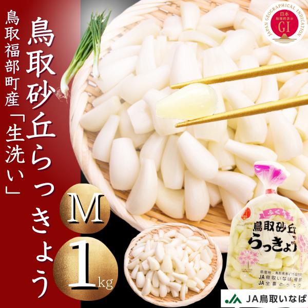 【発売日：2026年06月05日】らっきょうの大産地として有名な鳥取県鳥取市福部町産ラッキョウをお届け JAいなば JAふくべ「鳥取砂丘らっきょう」はシャキシャキ感が強い！★地理的表示保護制度（通称：ＧＩ）に「鳥取砂丘らっきょう」「ふくべ砂...