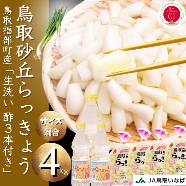 【発売日：2026年06月05日】らっきょうの大産地として有名な鳥取県鳥取市福部町産ラッキョウをお届け JAいなば JAふくべ「鳥取砂丘らっきょう」はシャキシャキ感が強い！「生・洗いらっきょう」と「特選酢」ペアセット！直ぐに漬けれます！★地...