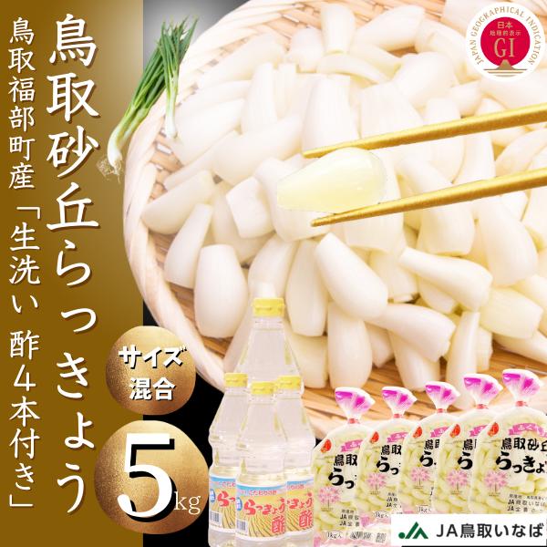 【発売日：2026年06月05日】らっきょうの大産地として有名な鳥取県鳥取市福部町産ラッキョウをお届け JAいなば JAふくべ「鳥取砂丘らっきょう」はシャキシャキ感が強い！「生・洗いらっきょう」と「特選酢」ペアセット！直ぐに漬けれます！★地...