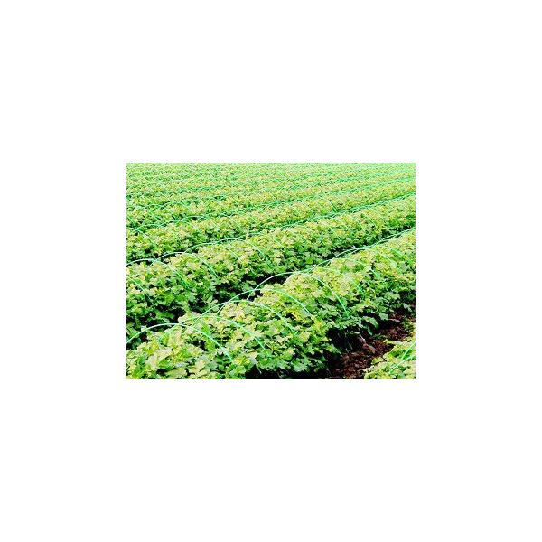 軽くて丈夫。長年の使用に耐える農業用支柱です。