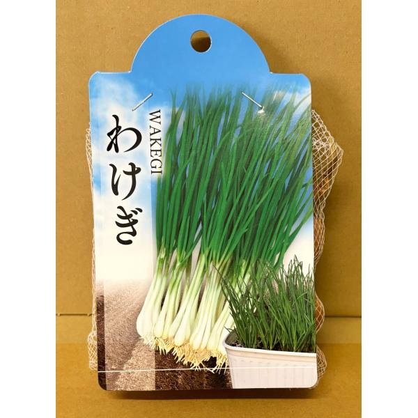 「わけぎ種球 200g」は、タマネギとネギの交雑種とされる球根性の野菜・わけぎを育てるための種球です。植え付け時期の目安は8月下旬〜9月頃で、日当たりと排水性の良い土壌でよく育ちます。翌春の3〜4月には、一般的な青ネギに比べて辛みが少なく、...