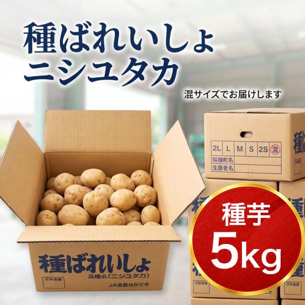 秋じゃがの代表品種「ニシユタカ」の種いもです。休眠期間が短く、夏から秋への切り替え時期でも順調に発芽するため秋作に最適。初期生育が旺盛で芽が出やすく、株あたりに大きな芋がゴロゴロ実る多収品種のため、家庭菜園初心者の方にも育てやすいのが特長で...