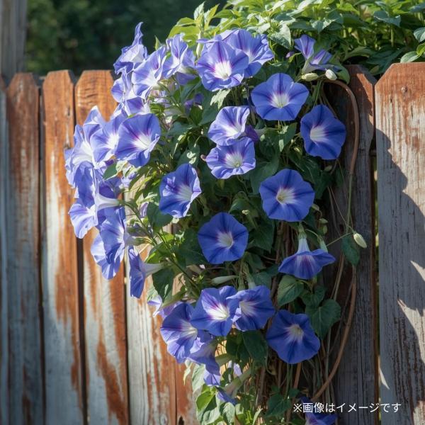 こちらは、プロの生産現場向けに用意した「ヘブンリーブルー」の種子を、在庫調整のため特別にご提供しているものです。品質はそのままに、たっぷり約1000粒入りでお届けします。ヘブンリーブルーってどんな花？西洋アサガオの中でも特に人気の高い品種で...