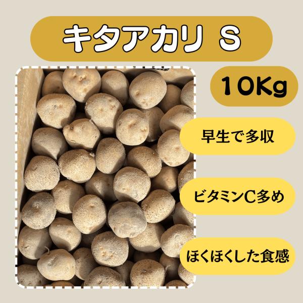 北海道生まれの人気品種。「男爵薯」を母に育成され、その優れた食味と育てやすさで家庭菜園愛好家に広く親しまれています。主な特長「栗じゃが」の異名を持つほど甘みが強く、粉質でホクホクした食感が魅力です。肉色は鮮やかな黄色で、男爵薯比較でビタミン...