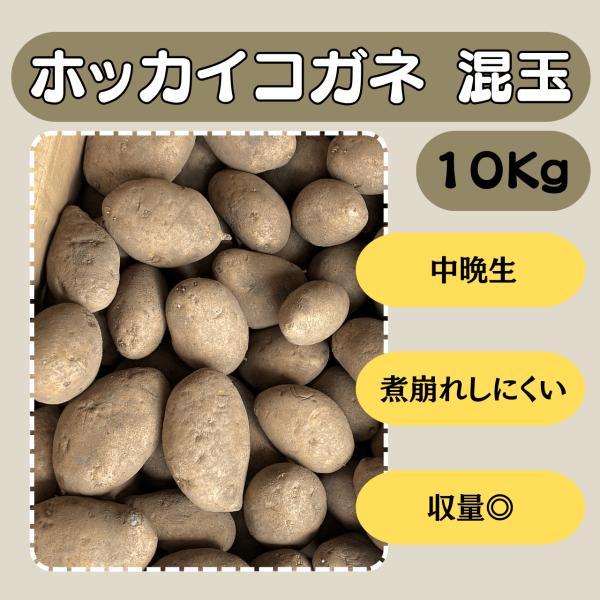 ホッカイコガネはいもの形が長楕円体で、中心空洞が無く、還元糖含量も少ないのでフレンチフライ原料に適しています。・皮、肉色…皮色は黄褐色、肉色は淡黄。・形…長楕円体、目は浅い。・肉質…やや粘質で舌ざわりも滑らか。・調理…煮崩れしにくい。油で揚...